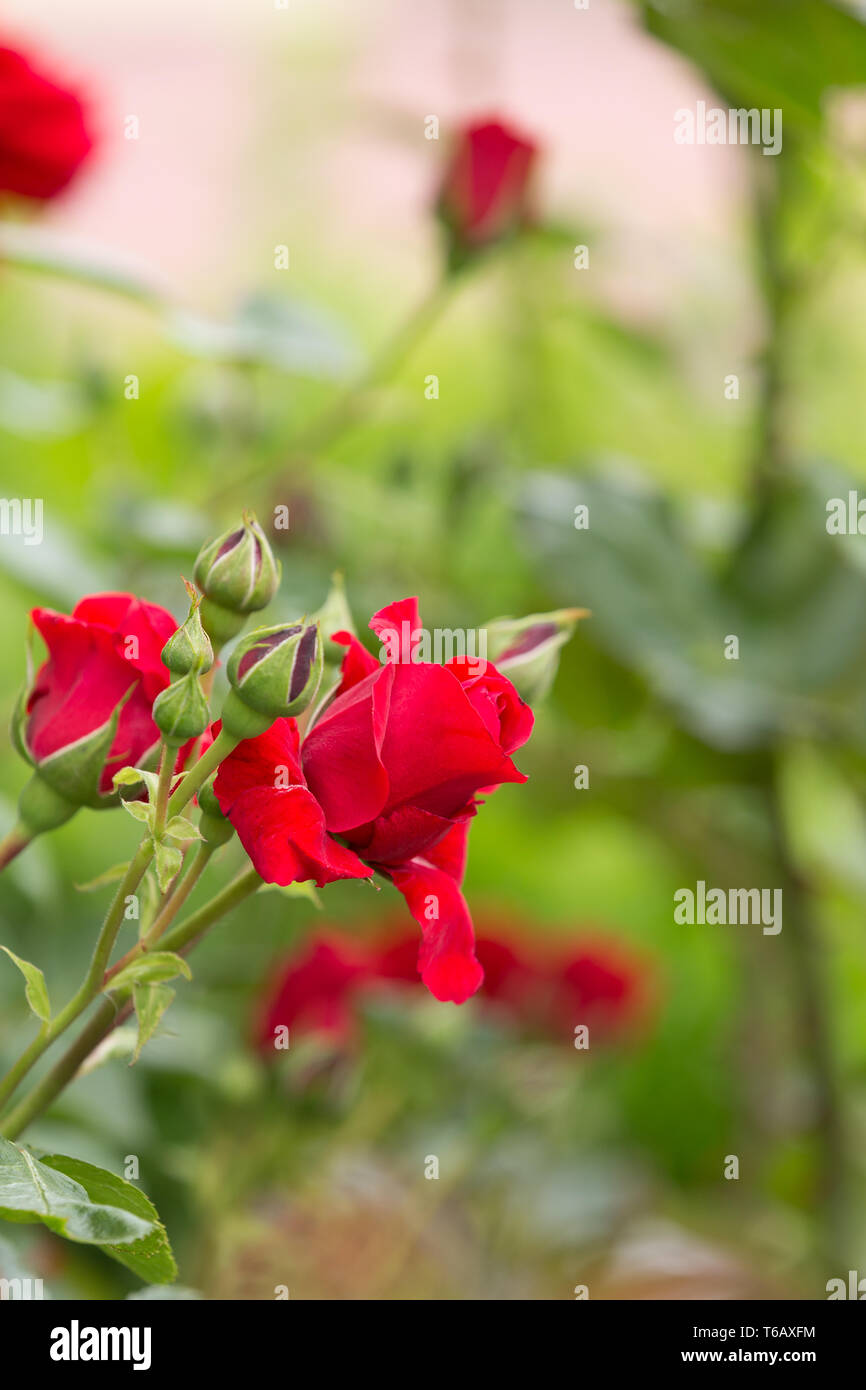 beautiful red roses in spring garden Stock Photo - Alamy