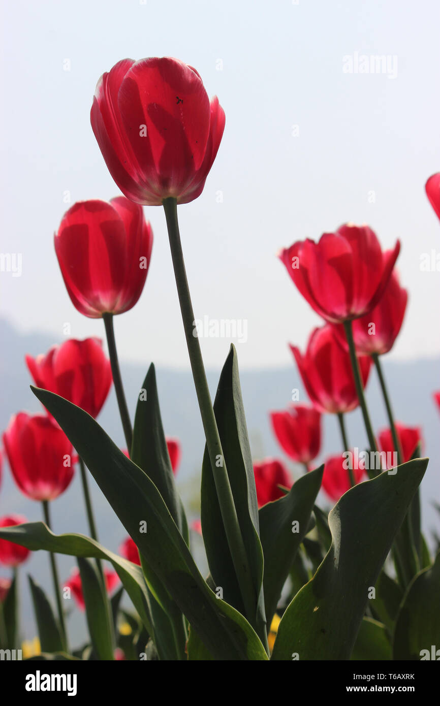 Vibrant red coloured Tulips in the famous Tulip Garden in Kashmir from ...