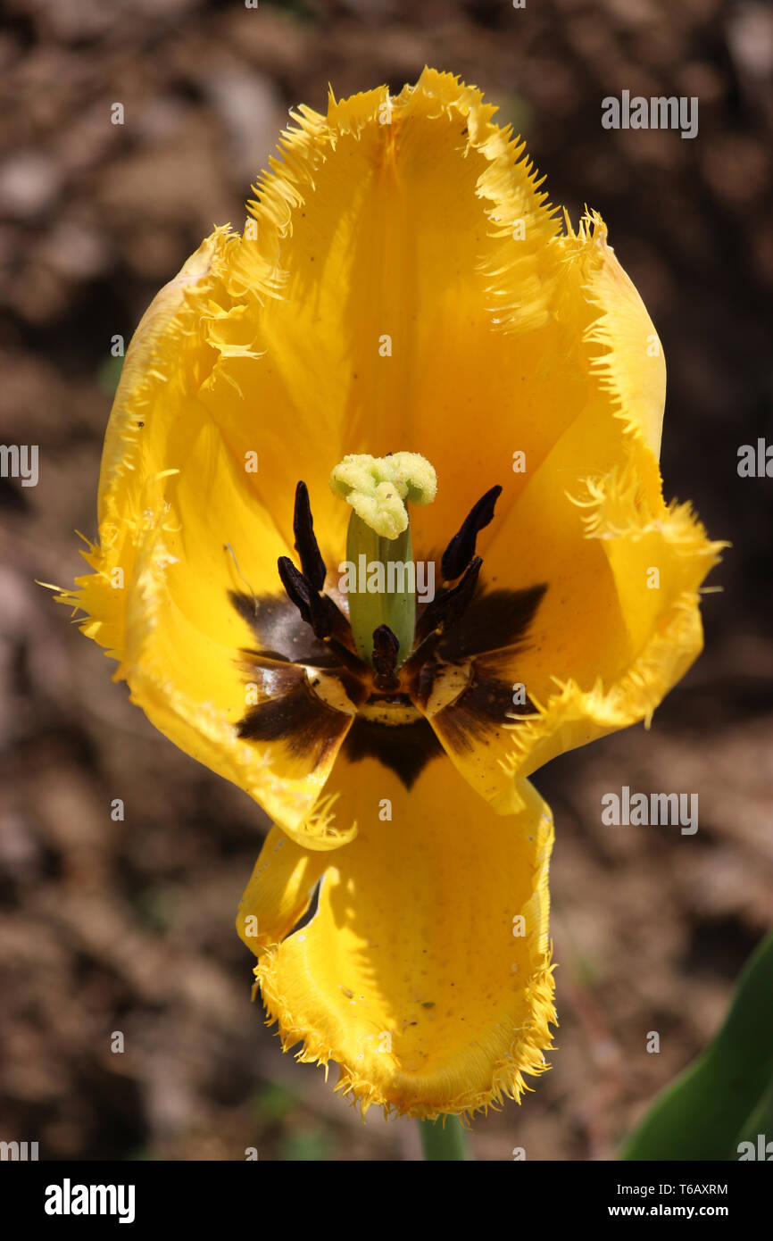 Vibrant yellow coloured Tulips in the famous Tulip Garden in Kashmir ...