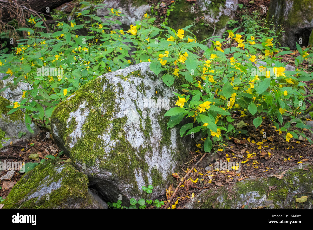 Yellow forest flowers hi-res stock photography and images - Alamy