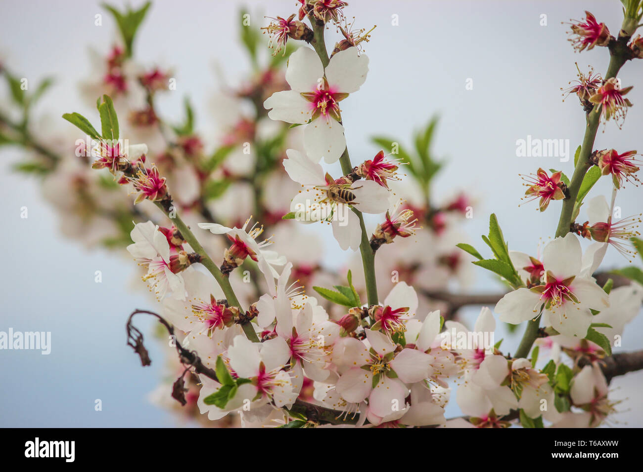 Almond flowers with pink hues in full bloom at Badamwari Srinagar in ...