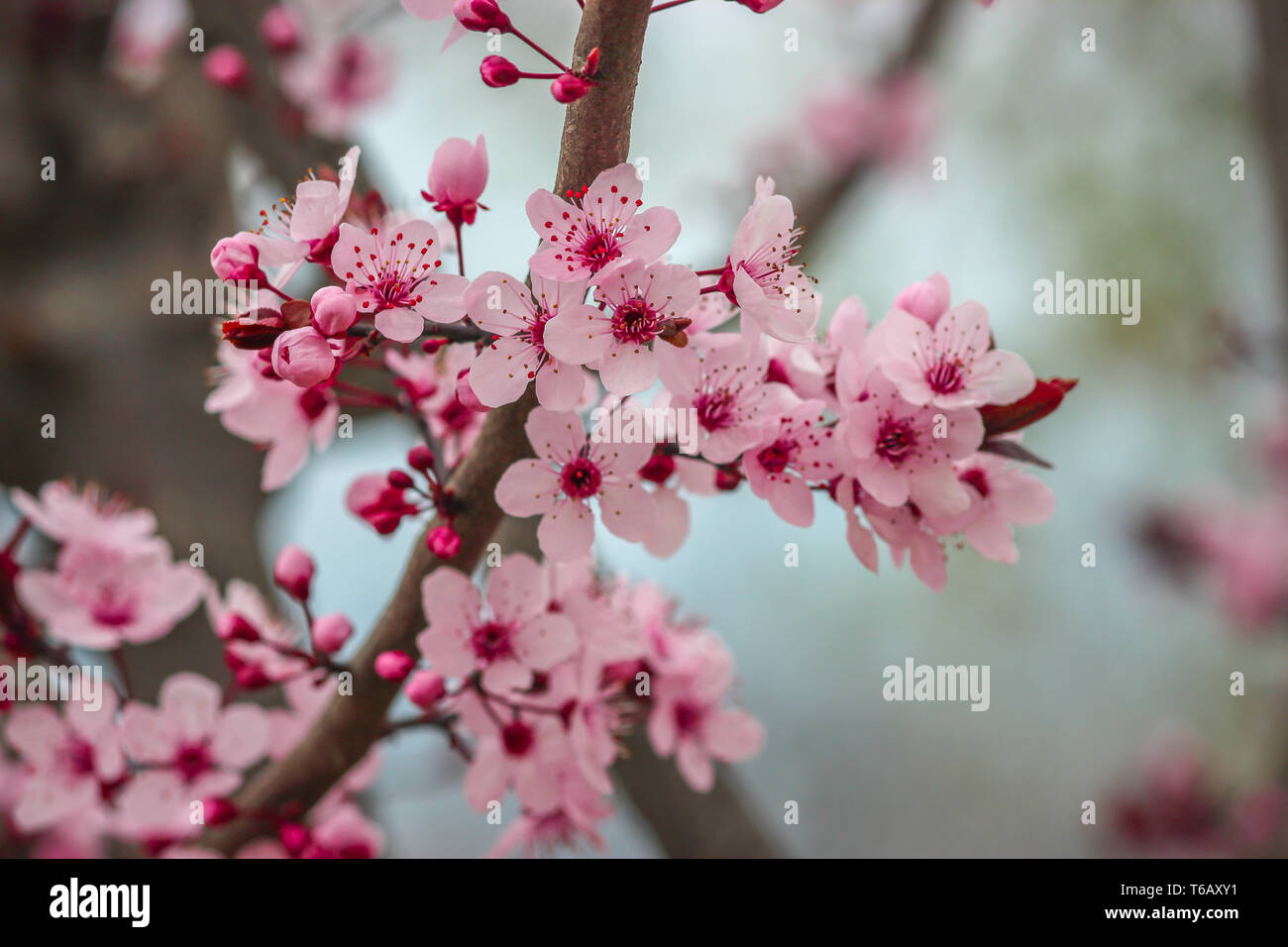 Almond flowers with pink hues in full bloom at Badamwari Srinagar in ...