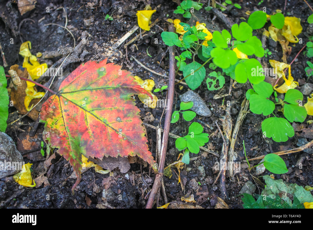 Red coloured autumn leaves of Maple tree fallen on ground with bright ...