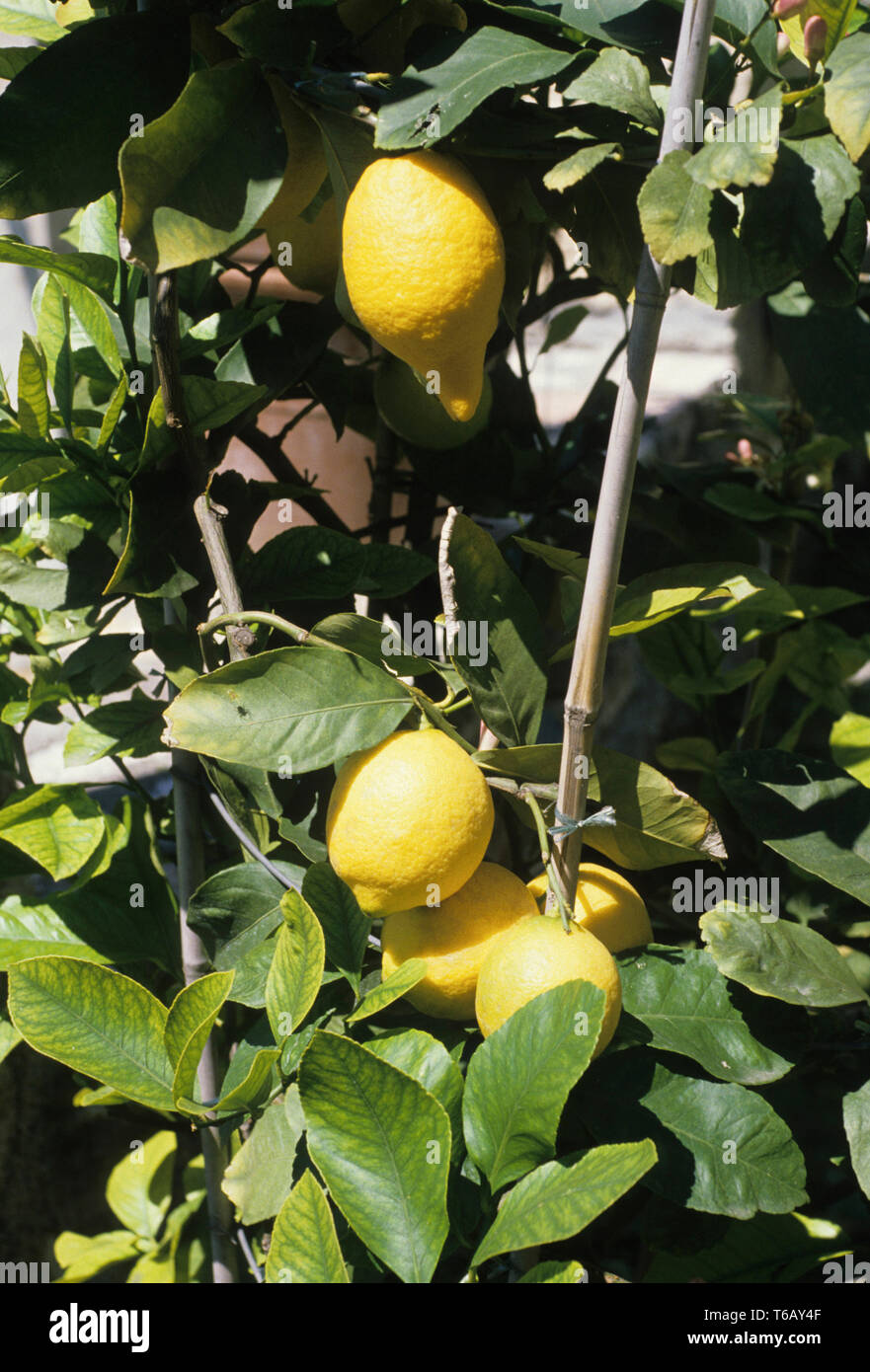 lemon trees, food, sicilia (sicily), italy Stock Photo - Alamy