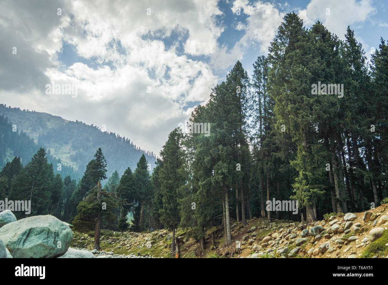 A typical landscape of Kashmir, India with pine trees, mountains and ...