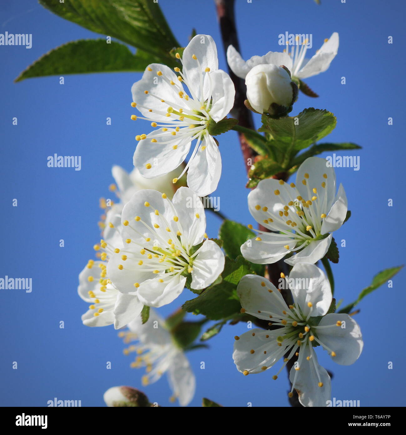 Spring cherry blossom background. Beautiful nature scene with blooming ...