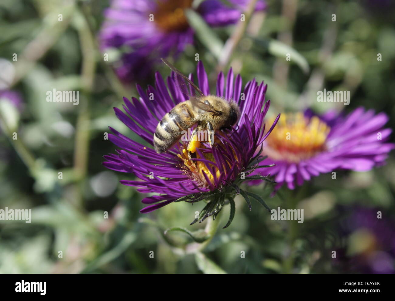bee with pollen on aster Stock Photo - Alamy