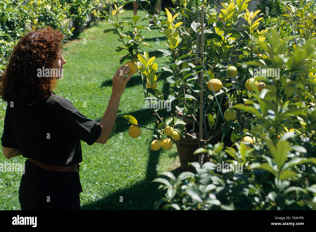 Sicily lemon trees hi-res stock photography and images - Alamy