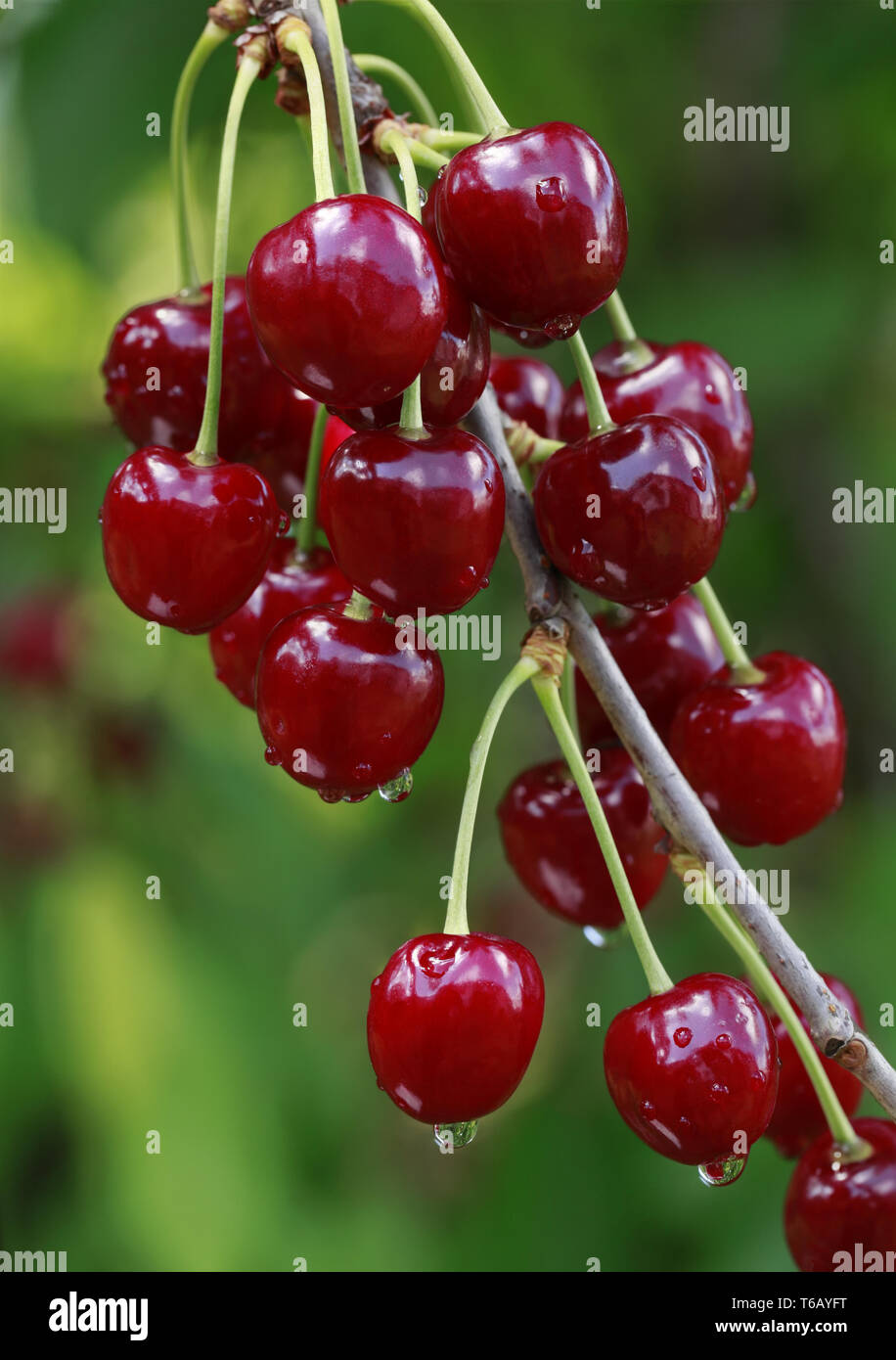 Ripe cherry hi-res stock photography and images - Alamy
