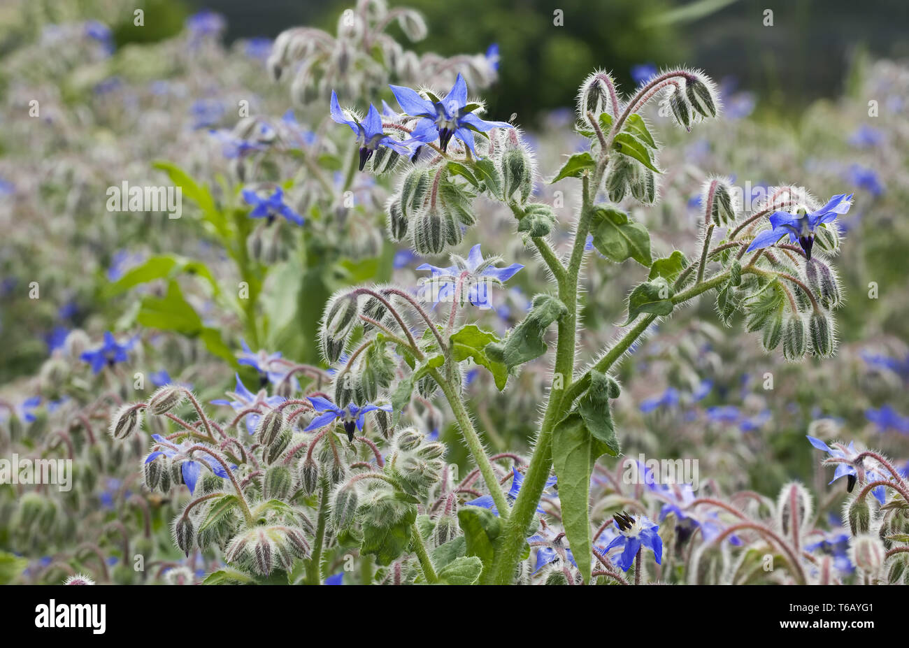 Borago Officinalis Plant Stock Photo - Alamy