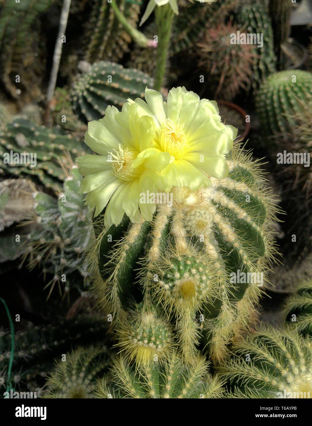 Blossom of a notocactus (Notocactus sp Stock Photo - Alamy