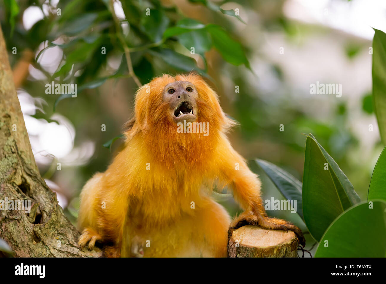 Golden Lion Tamarin Stock Photo - Alamy