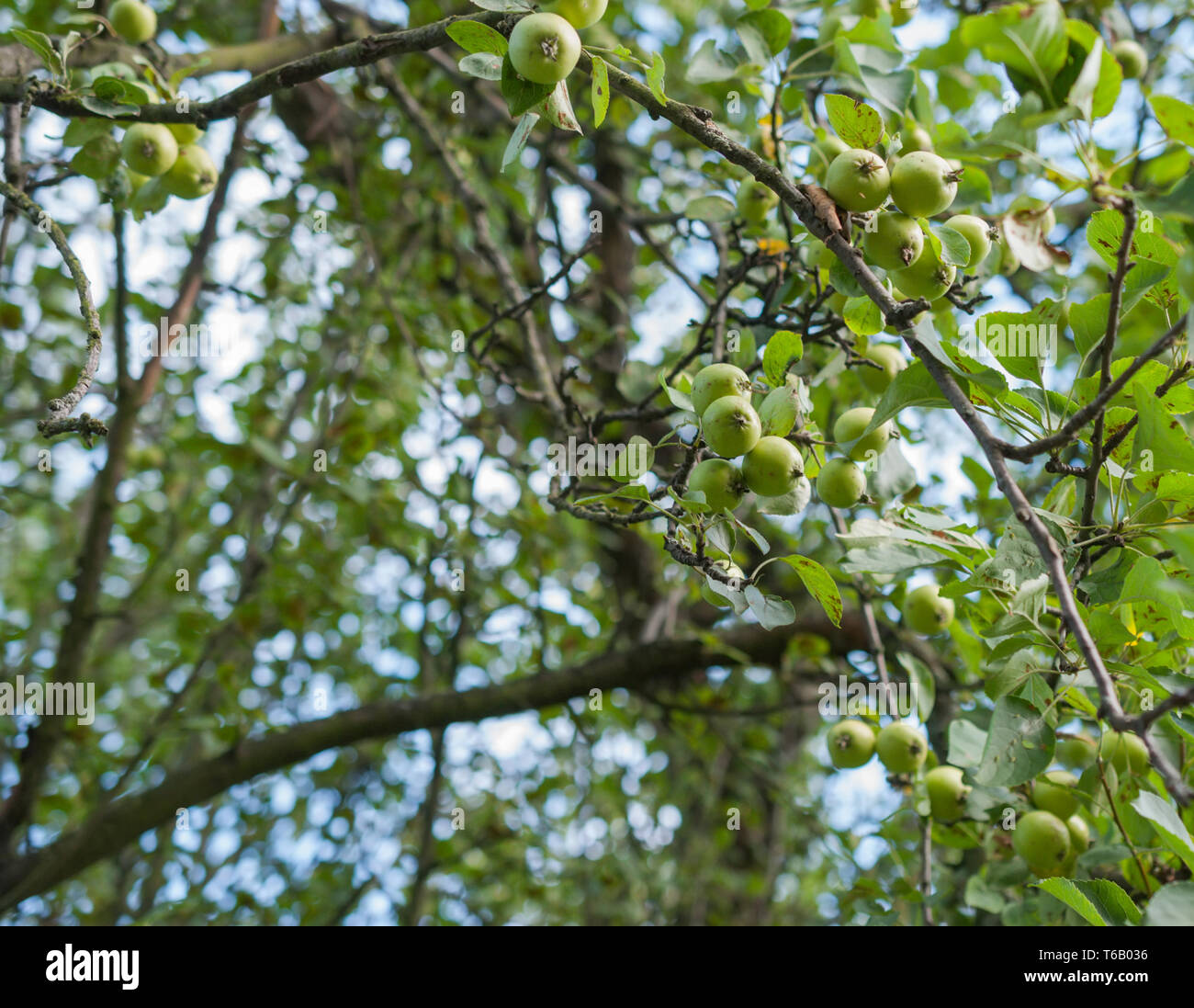 Healthy tree in garden hi-res stock photography and images - Alamy
