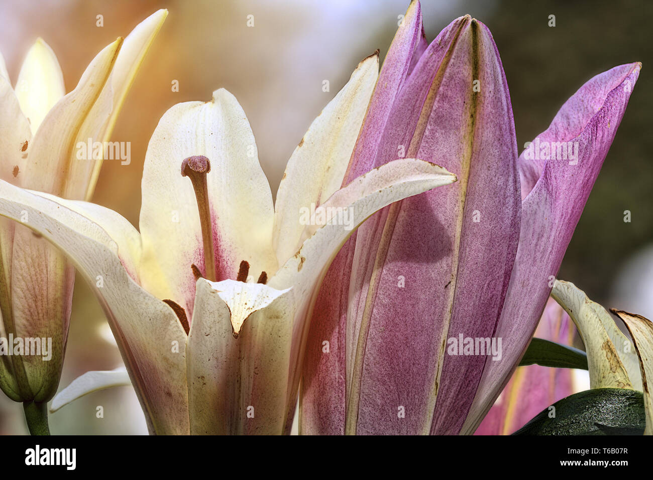 Lilly bud macro hi-res stock photography and images - Alamy