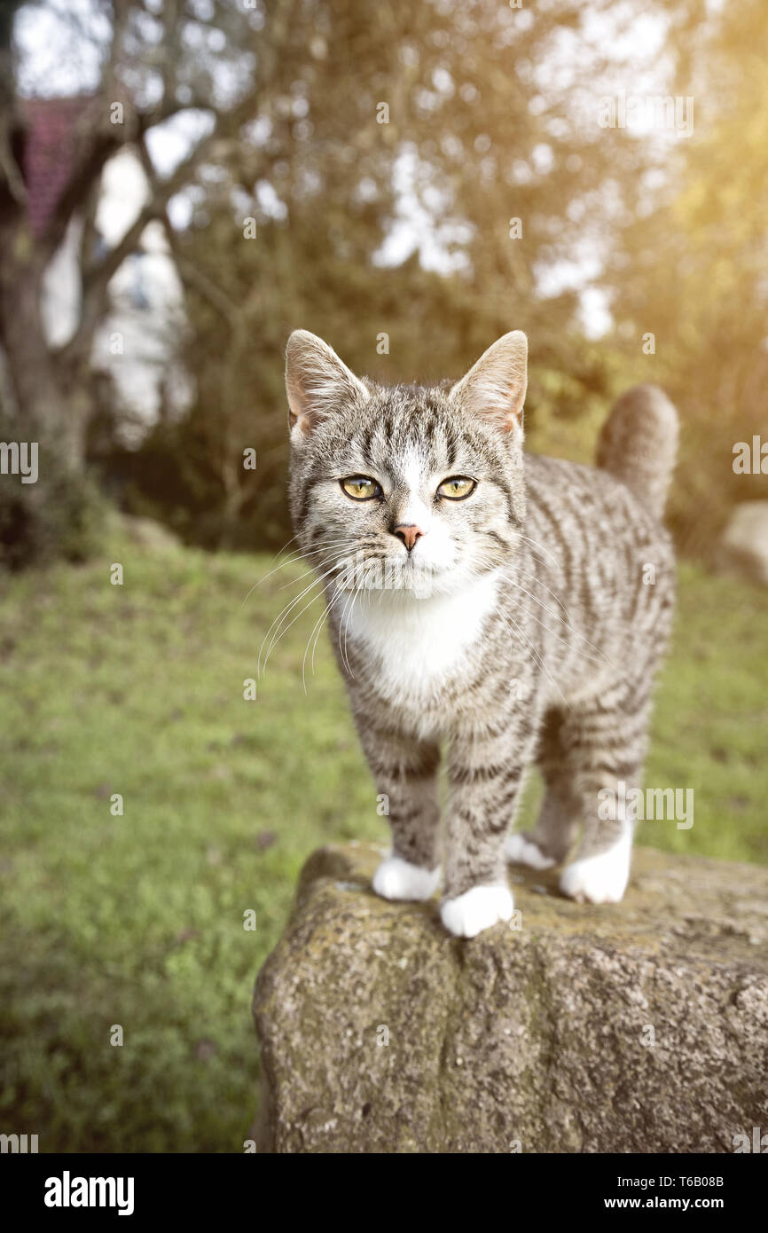 Rock cat hi-res stock photography and images - Alamy