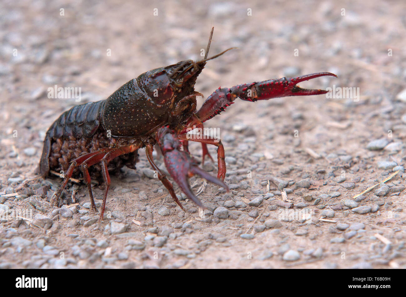 Louisiana swamp crayfish hi-res stock photography and images - Alamy