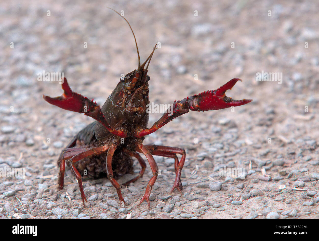Defensive Crayfish High Resolution Stock Photography and Images - Alamy