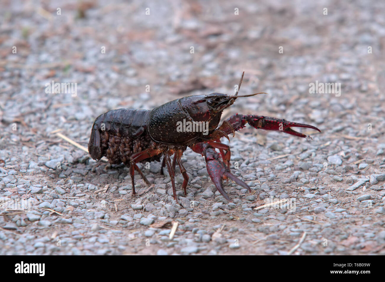 Louisiana swamp crayfish hi-res stock photography and images - Alamy