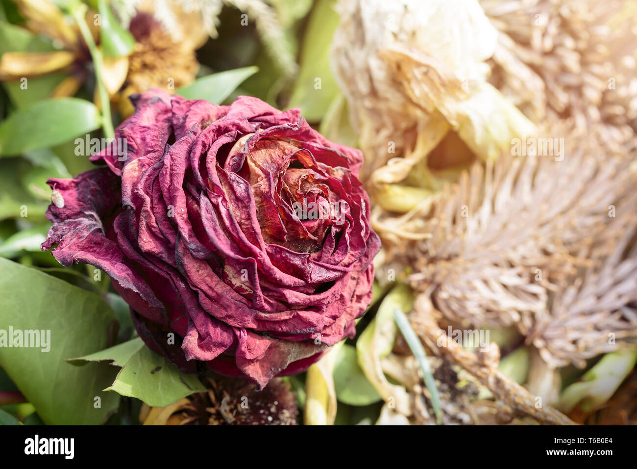 macro of a withered red rose Stock Photo - Alamy