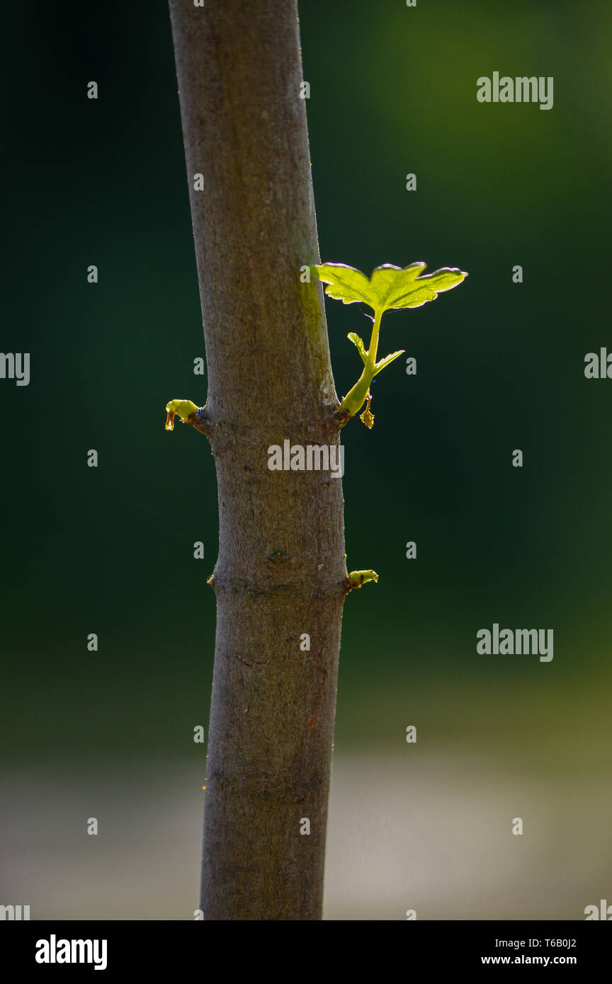 New leaves growing on tree hi-res stock photography and images - Alamy