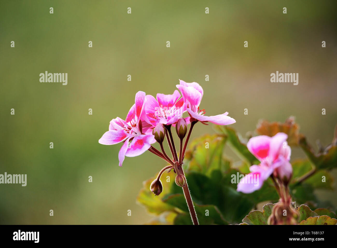 Bicolor pelargonium hi-res stock photography and images - Alamy