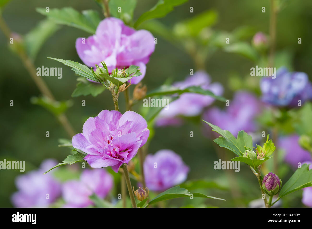 Beautiful flower violet hibiscus hi-res stock photography and images ...