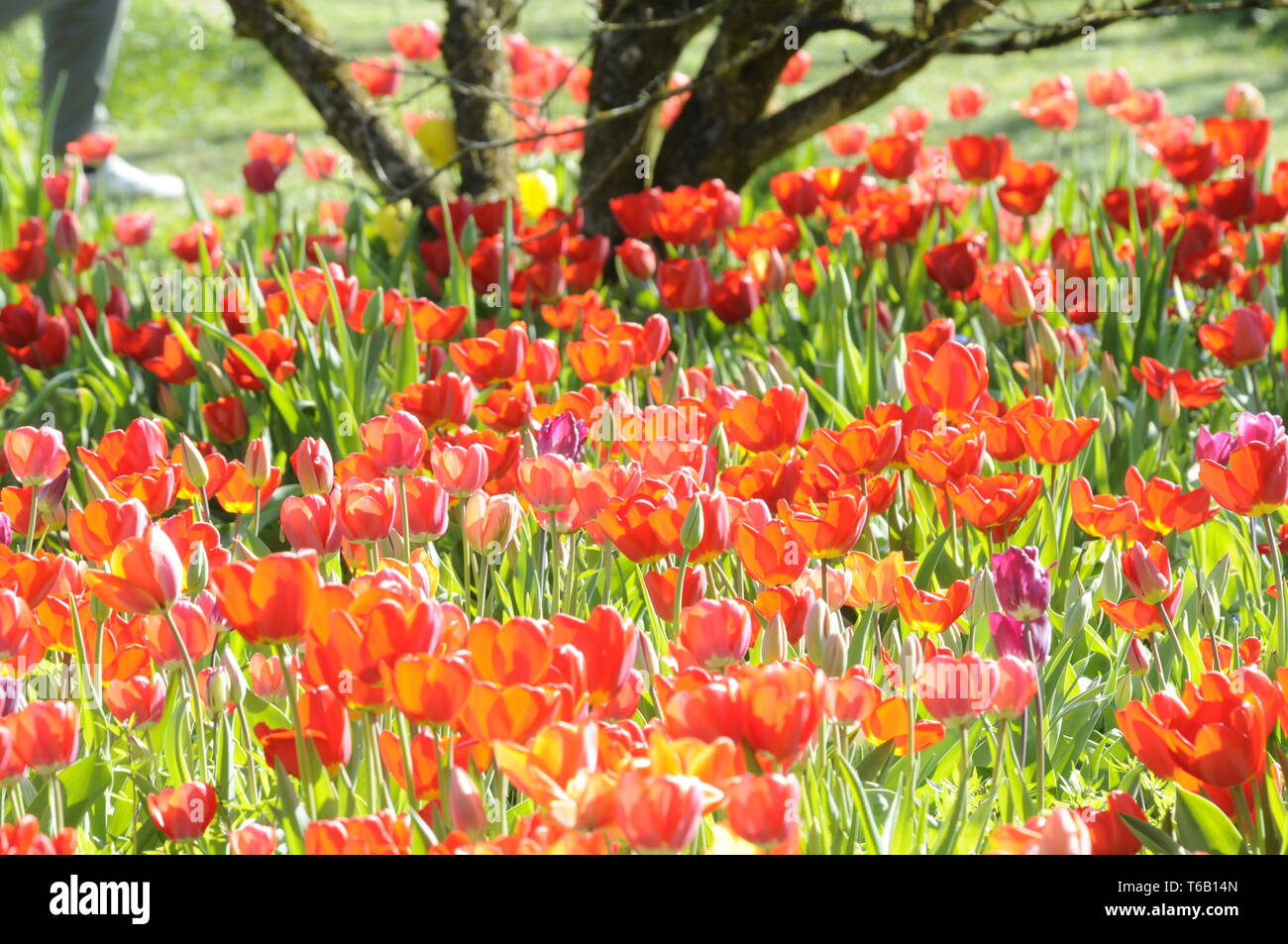 Tulip blooming season in the Netherlands, Europe Stock Photo - Alamy
