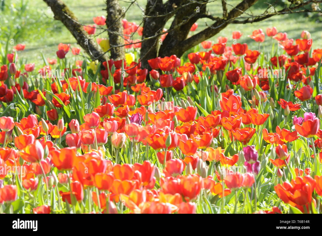 Tulip blooming season in the Netherlands, Europe Stock Photo - Alamy