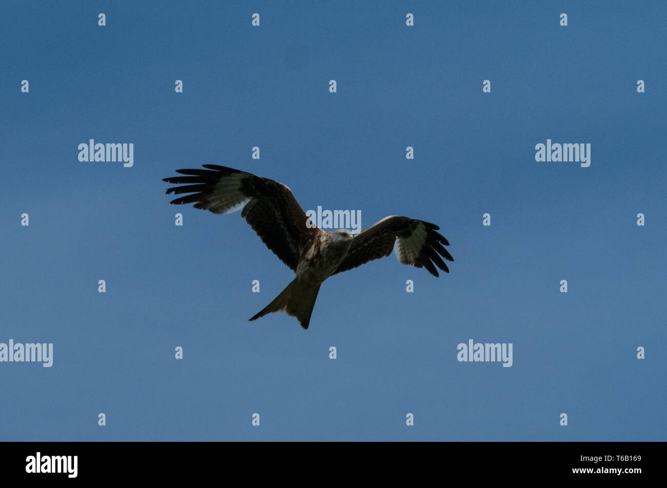 Hill deverill hi-res stock photography and images - Alamy