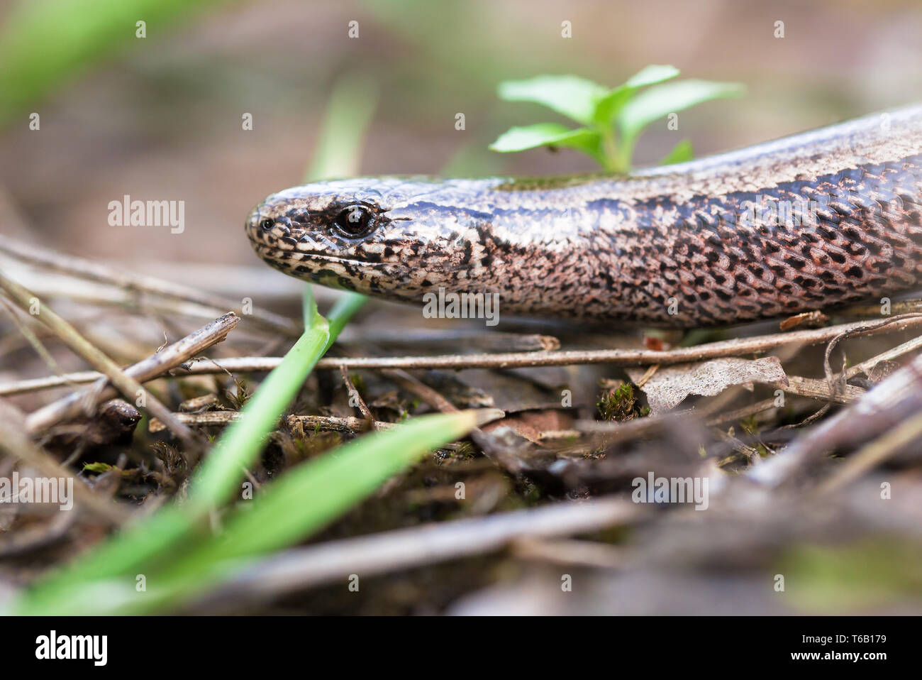 Slow Worm or Blind Worm, Anguis fragilis Stock Photo - Alamy