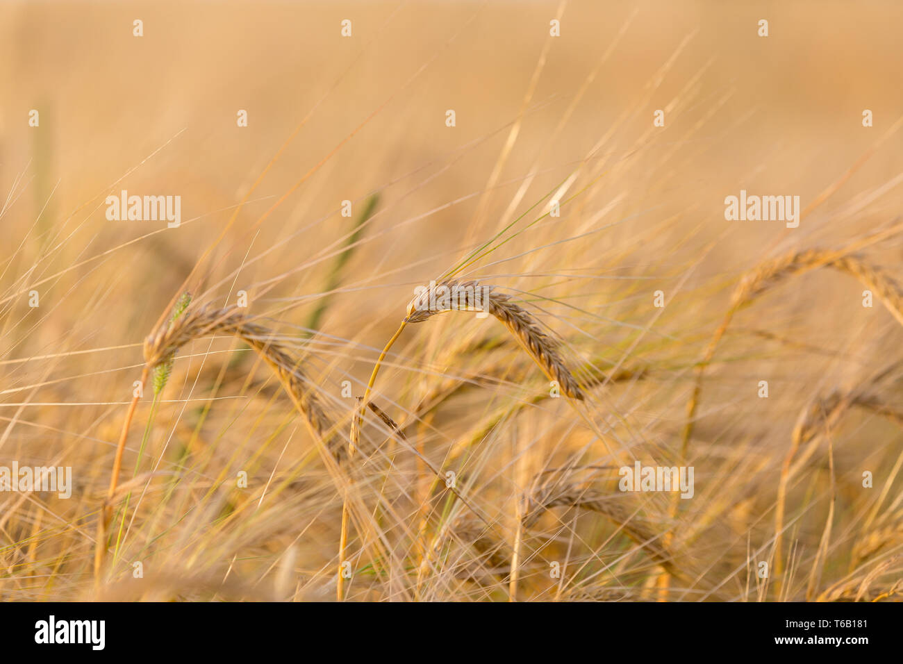Organic golden spring wheat grains Stock Photo - Alamy