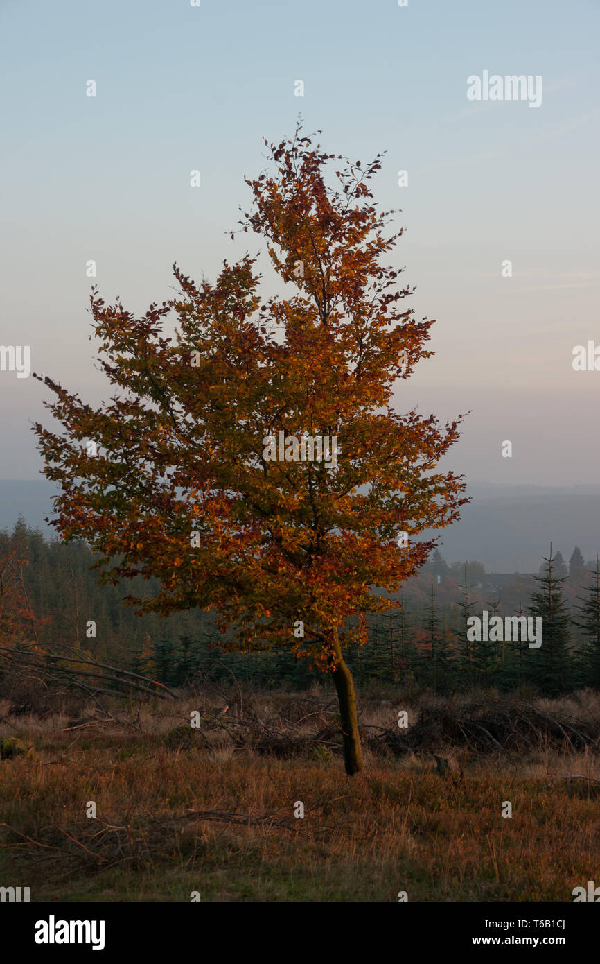 Red tree hi-res stock photography and images - Alamy
