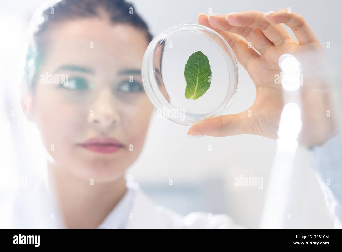 Biologist studying structure of plant leaf Stock Photo - Alamy