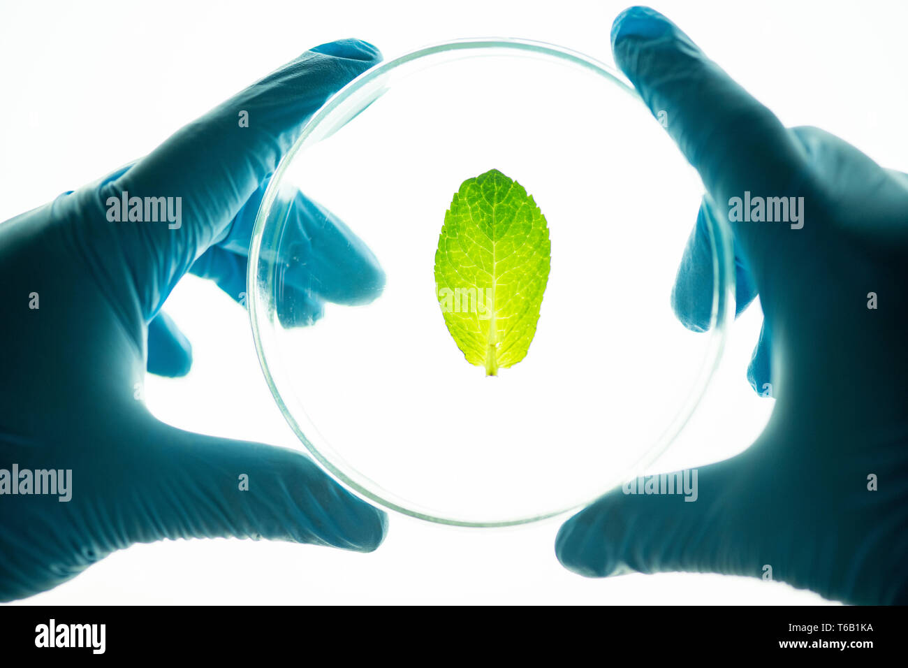 Studying leaf of plant Stock Photo - Alamy