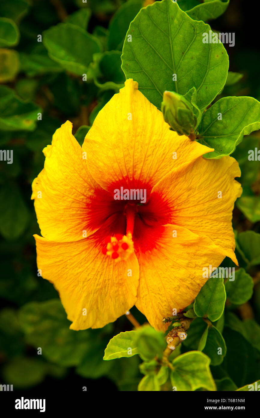 Flower islands hi-res stock photography and images - Alamy