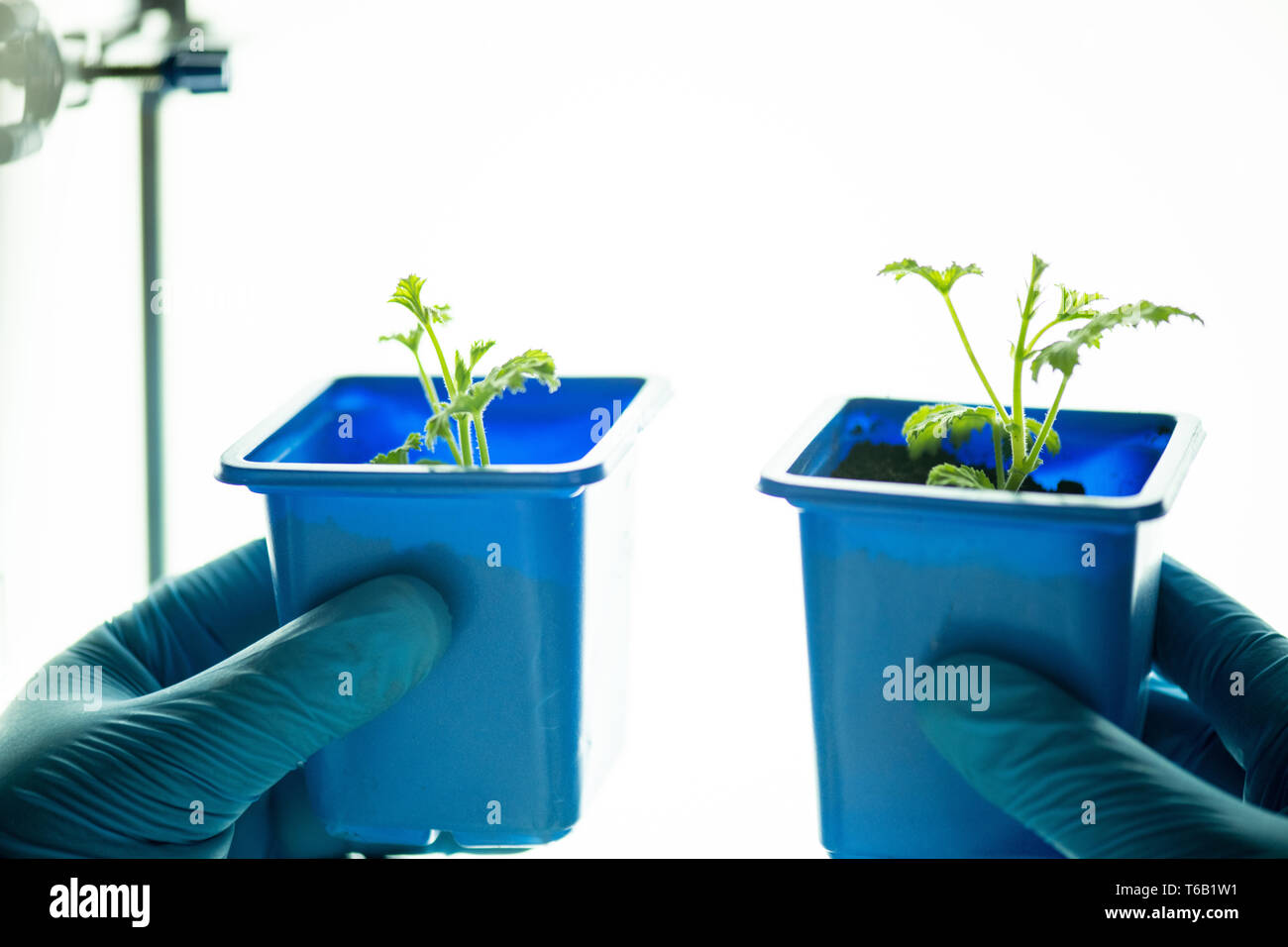 Comparing plants grown in different conditions Stock Photo - Alamy