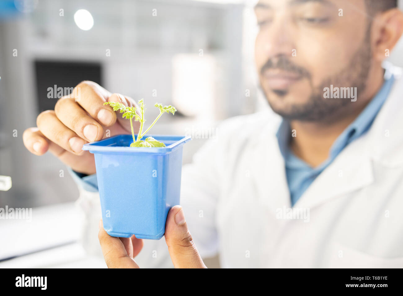 Lab worker checking leaves of seedling Stock Photo - Alamy