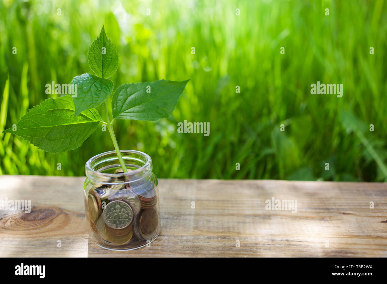 Plant growing on Coins glass jar. Concept money saving coins Stock ...