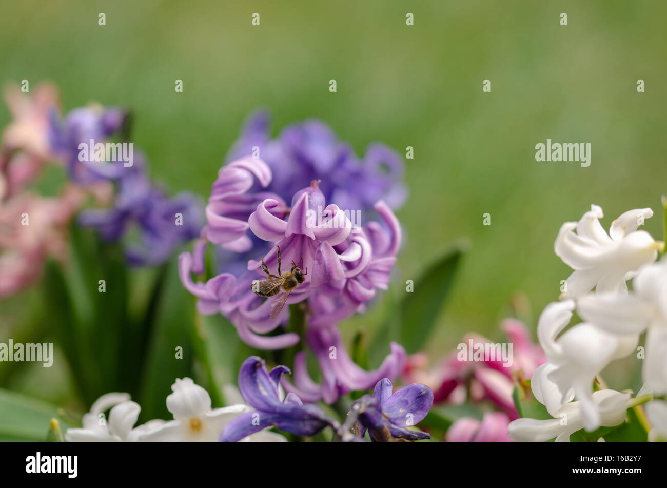 Honey bee is collecting pollen on the hyacinth flowers Stock Photo - Alamy