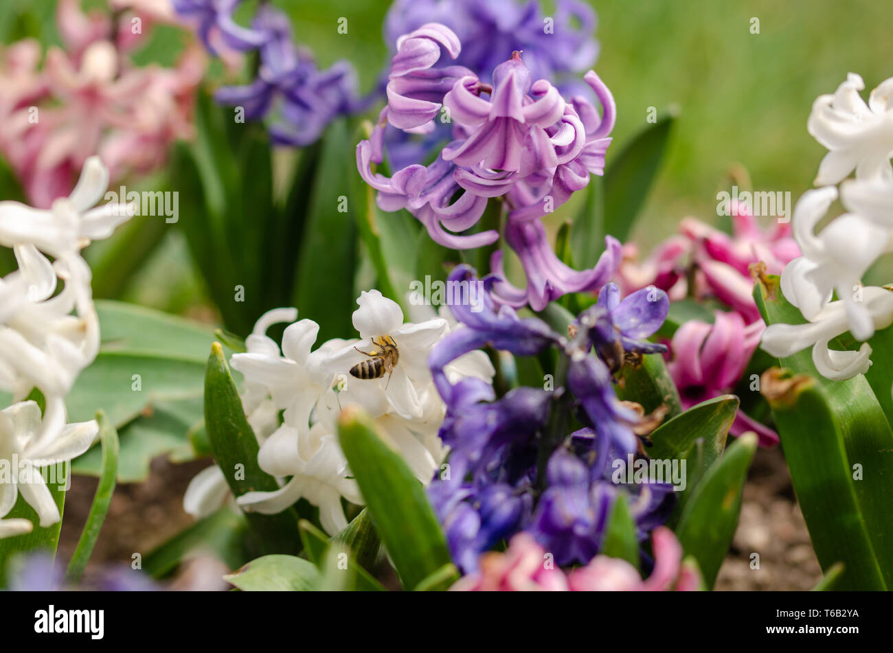 Bee hyacinth hi-res stock photography and images - Alamy