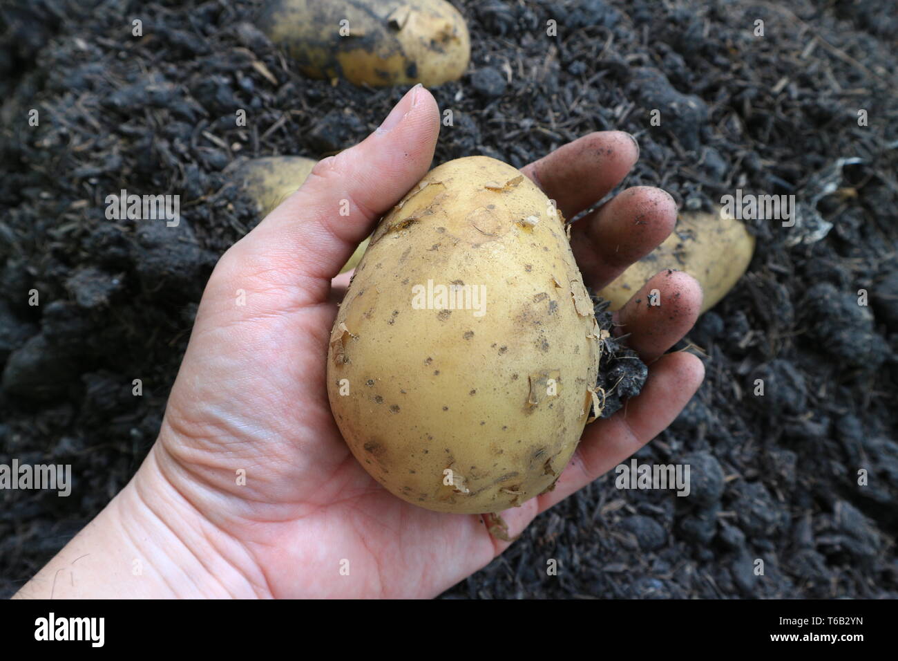 Carry potato hi-res stock photography and images - Alamy