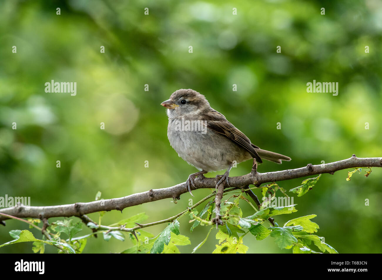 Baby sparrow hi-res stock photography and images - Alamy
