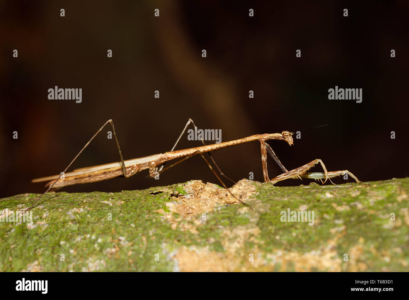 praying mantis on leaf, Madagascar Stock Photo - Alamy
