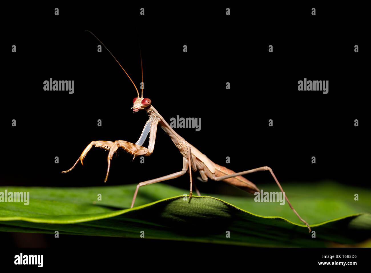 Praying Mantis Madagascar High Resolution Stock Photography and Images ...