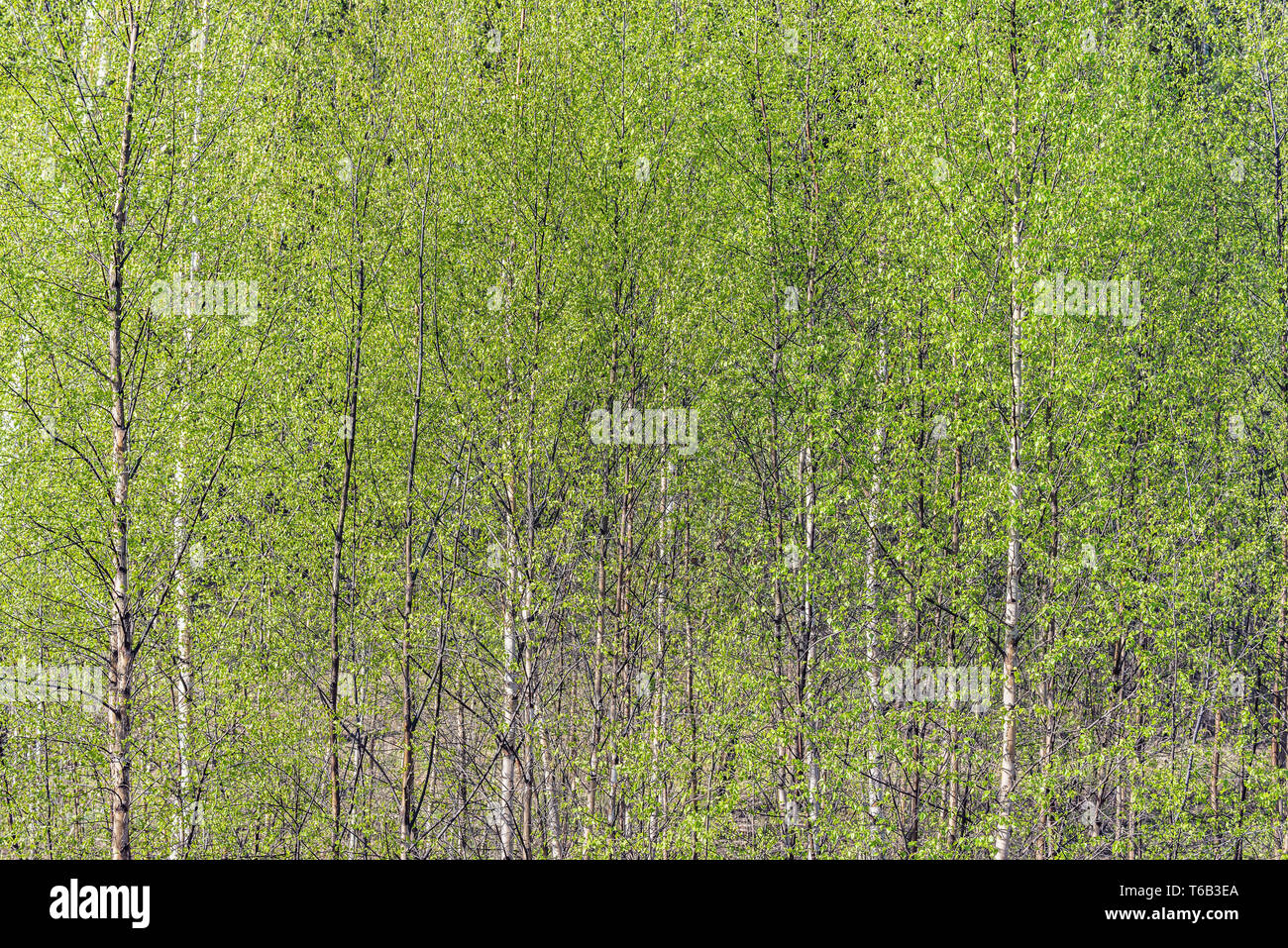 Birch tree crowns on the forest background Stock Photo - Alamy