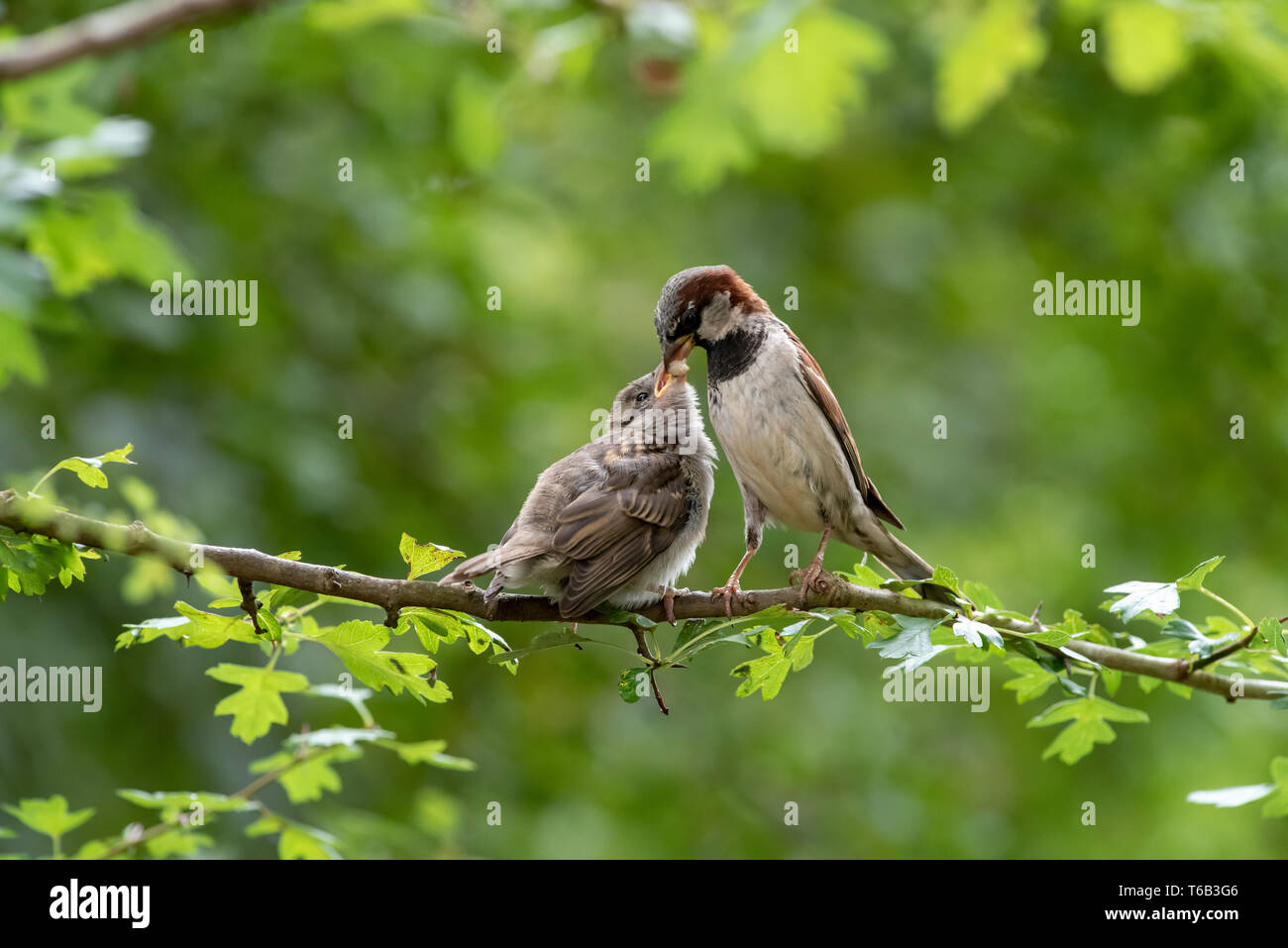 Baby sparrow hi-res stock photography and images - Alamy