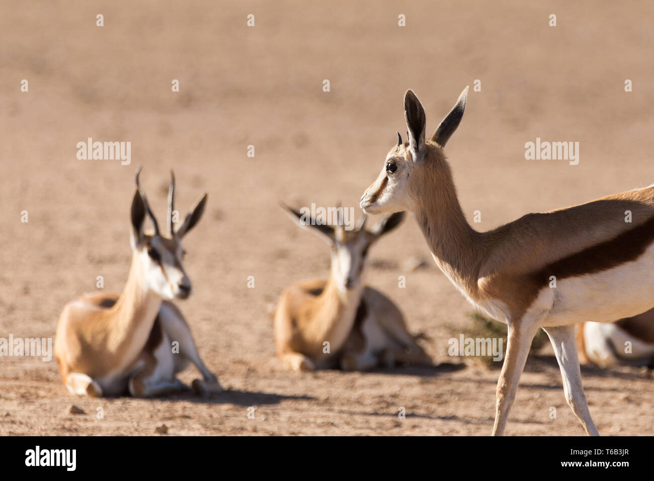 herd of springbok, Africa safari wildlife Stock Photo - Alamy
