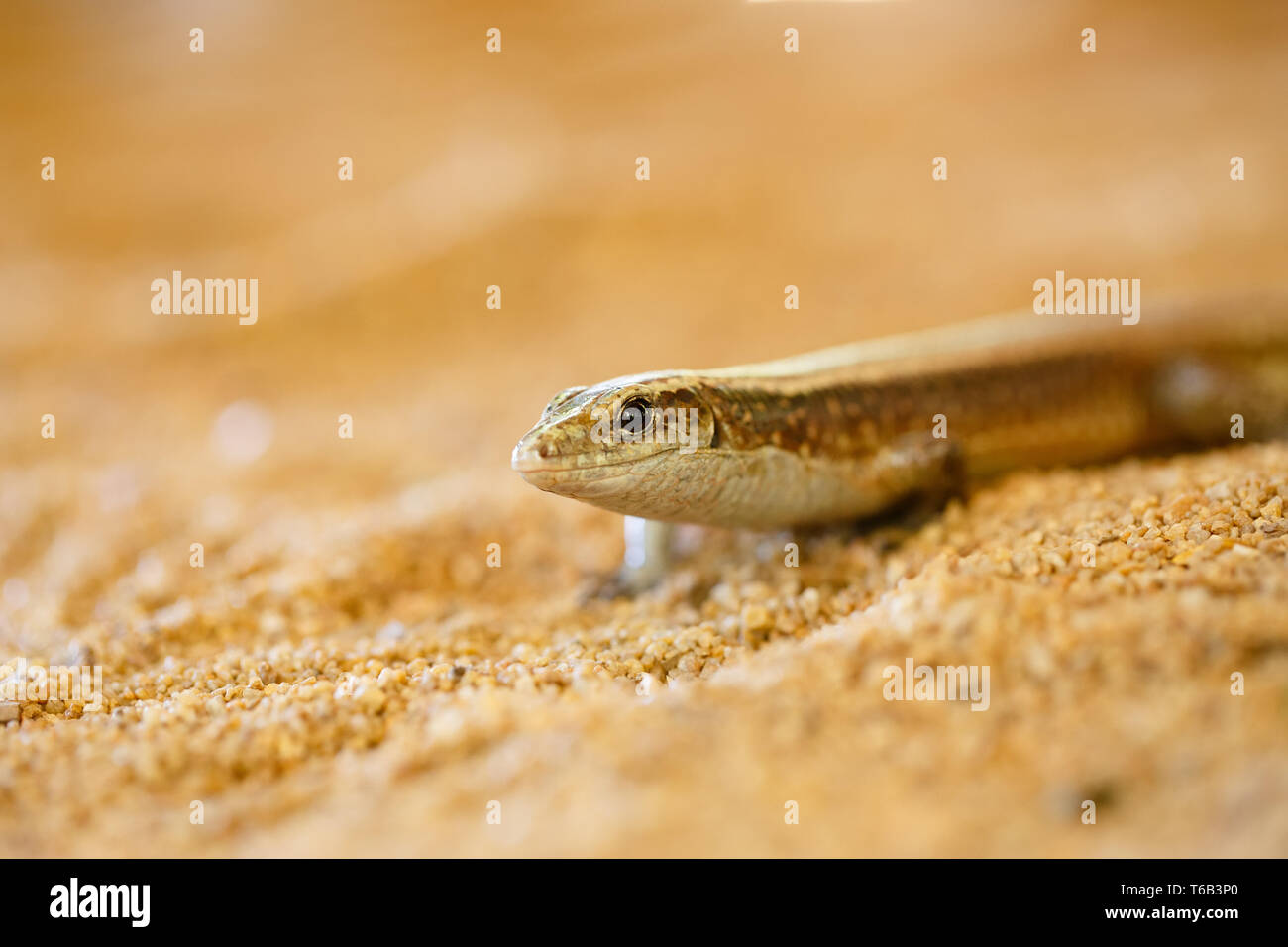 Madagascar girdled lizard, madagascar wildlife Stock Photo - Alamy