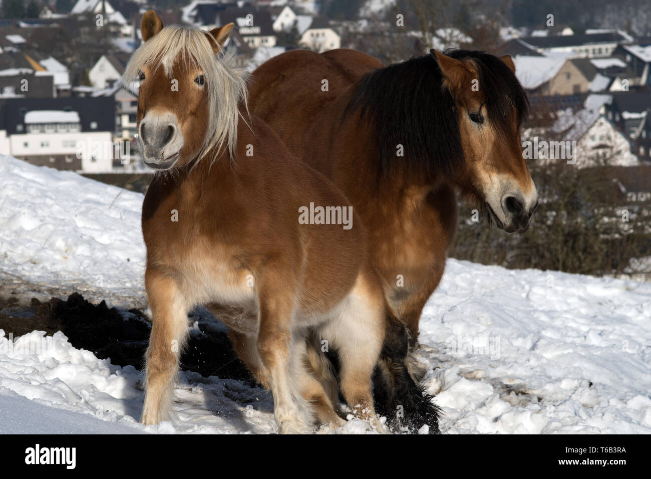 One horse hi-res stock photography and images - Alamy
