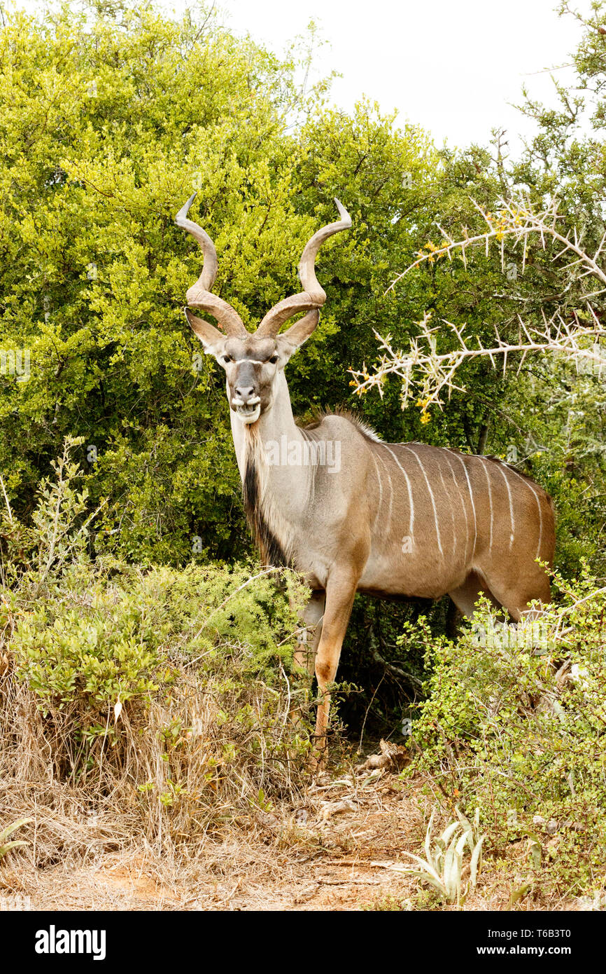 Greater Kudu - Tragelaphus strepsiceros Stock Photo - Alamy